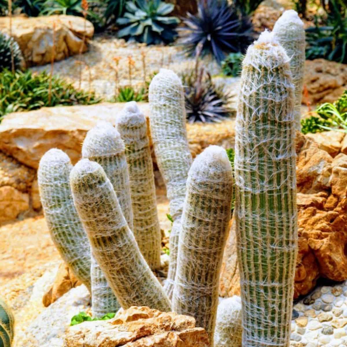 Care Guides - Sublime Succulents