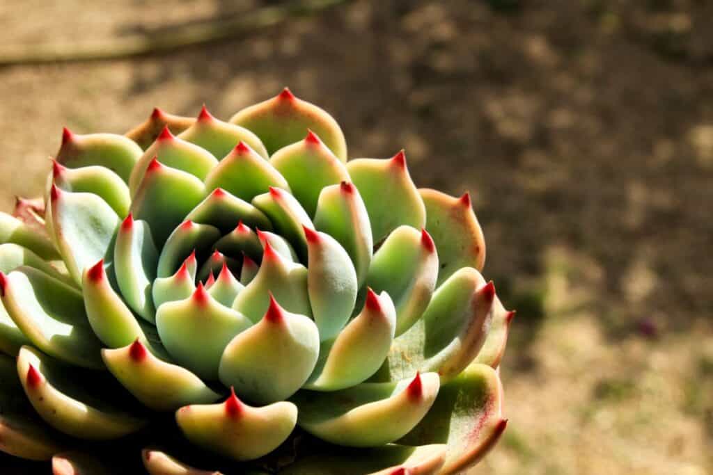 Succulent Hybrids Explained - Sublime Succulents