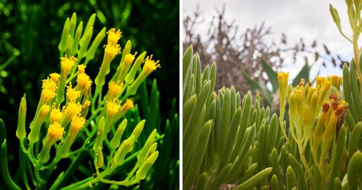 Senecio Barbertonicus (Succulent Bush Senecio) - A Guide - Sublime ...