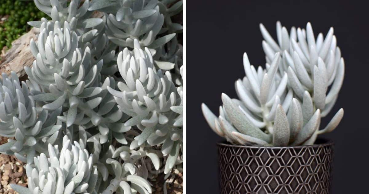 Senecio Haworthii - A Care Guide - Sublime Succulents