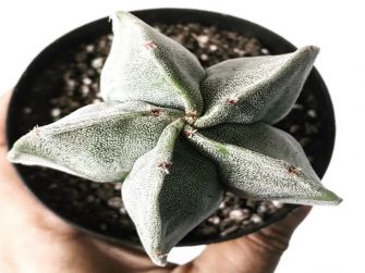 Star Cactus Care Guide - Here's How to Care for Star Cactus