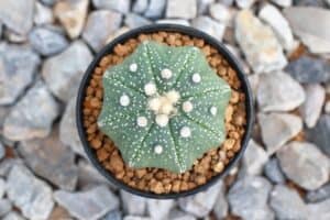 Star Cactus Care Guide - Here's How to Care for Star Cactus