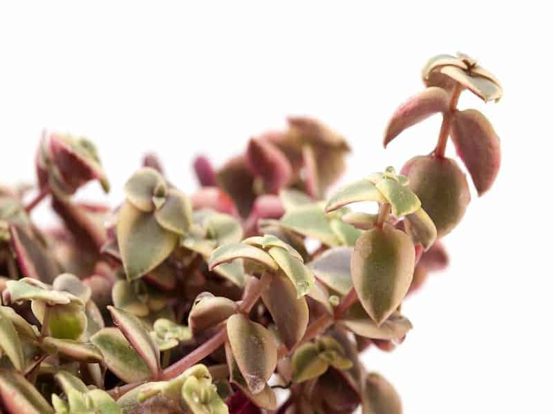 Crassula Calico Kitten Succulent Care Guide - Sublime Succulents