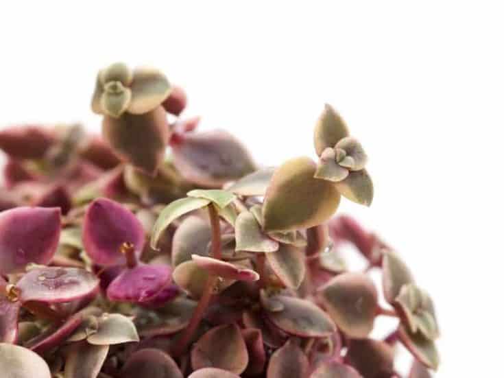Calico Kitten (Crassula Marginalis Rubra) Succulent Care Guide ...