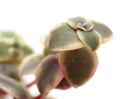 Calico Kitten (Crassula Marginalis Rubra) Succulent Care Guide ...
