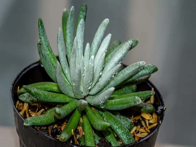 Woolly Senecio (Senecio Scaposus) Succulent Care Guide - Sublime Succulents