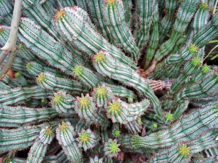 The Snowflake (Euphorbia polygona) Succulent Care Guide - Sublime ...