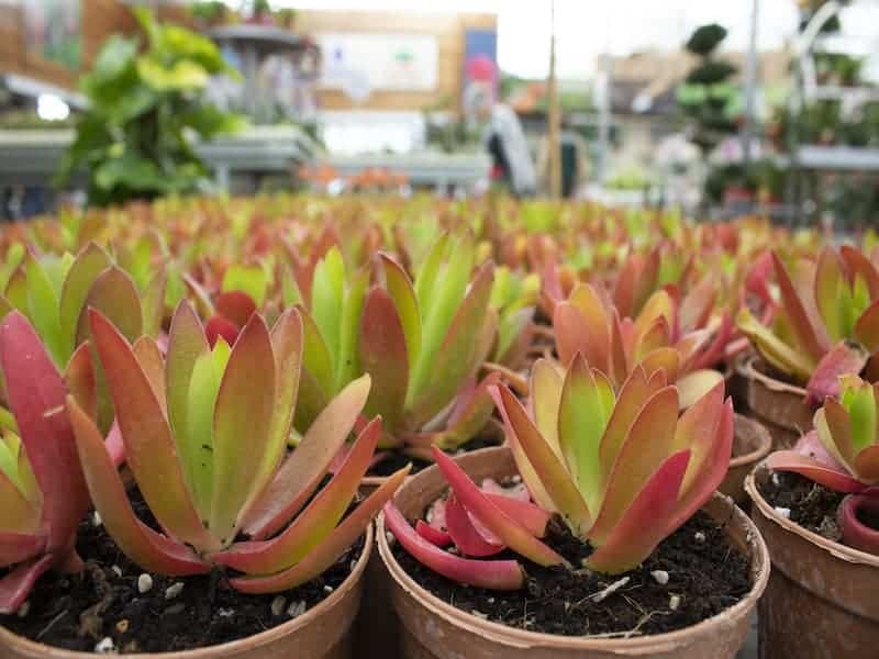 Crassula Capitella Campfire Succulent Care Guide - Sublime Succulents