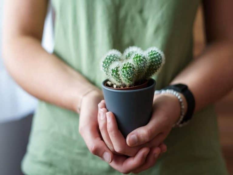 Lady Finger Cactus Care Guide - Sublime Succulents