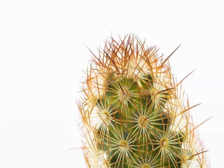 Lady Finger Cactus Care Guide - Sublime Succulents
