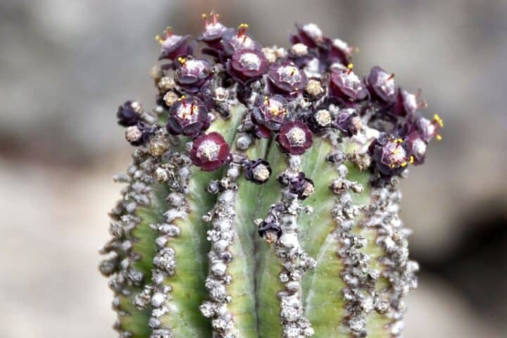 The Snowflake (Euphorbia polygona) Succulent Care Guide - Sublime ...