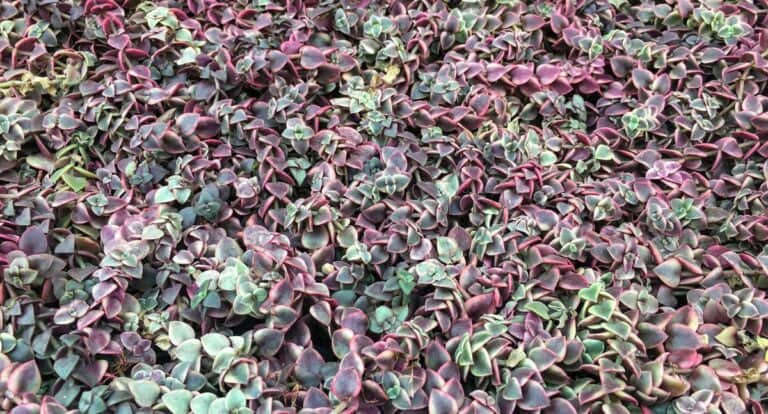 Calico Kitten (Crassula Marginalis Rubra) Succulent Care Guide ...