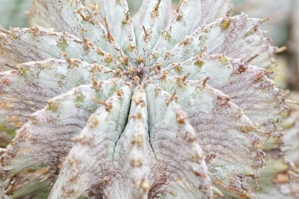 The Snowflake (Euphorbia polygona) Succulent Care Guide - Sublime ...