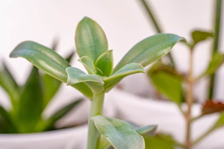 Fred Ives (Graptoveria) Succulent Care Guide - Sublime Succulents