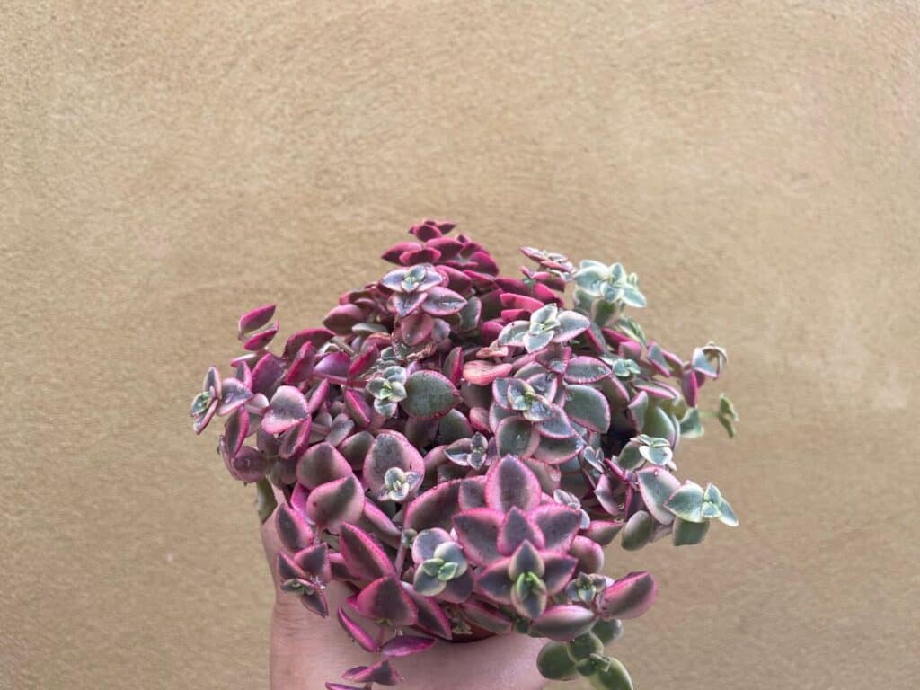 Calico Kitten (Crassula Marginalis Rubra) Succulent Care Guide ...