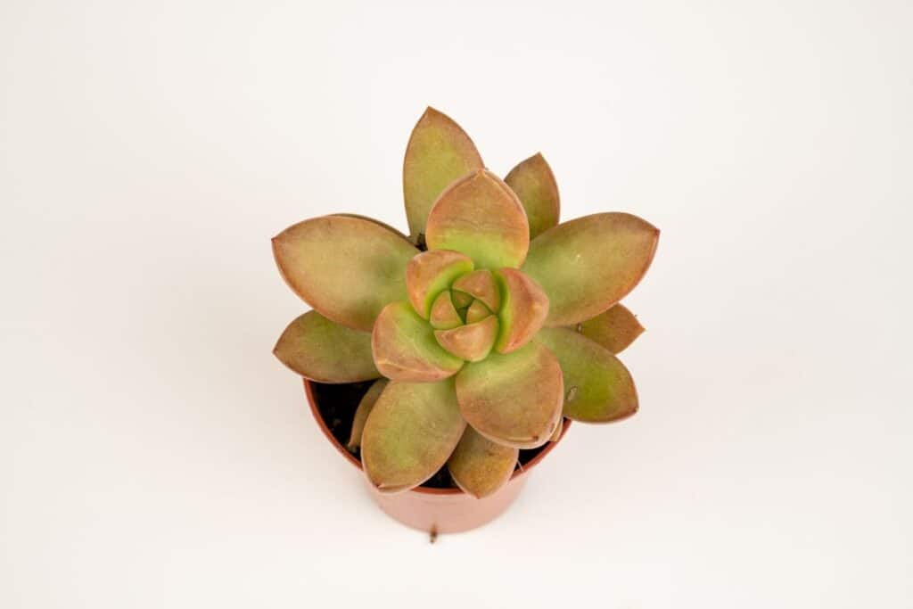 Golden Sedum (Sedum Adolphi) Succulent Care Guide - Sublime Succulents