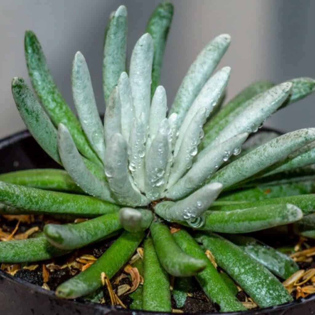 Indoor Succulents - Sublime Succulents