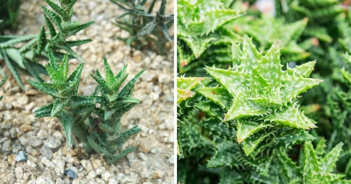 Zanzibar Aloe (Aloe Juvenna) - A Care Guide - Sublime Succulents
