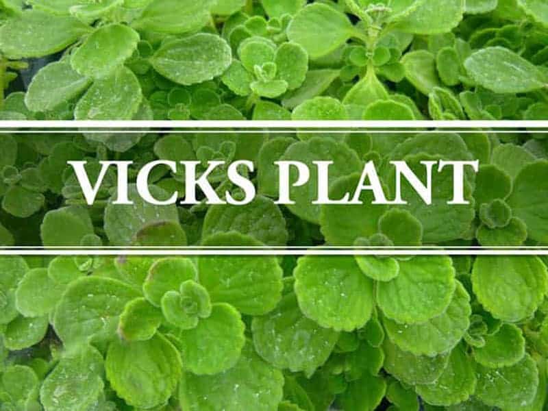 vicks plant