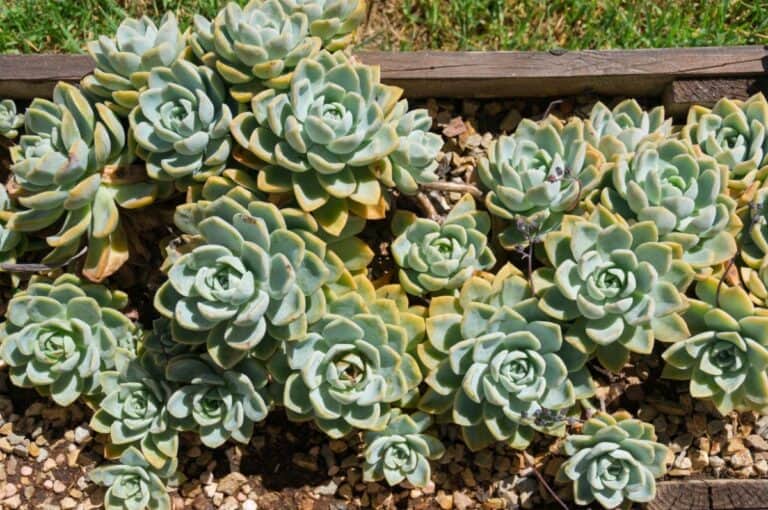 Echeveria Prolifica Ultimate Care Guide