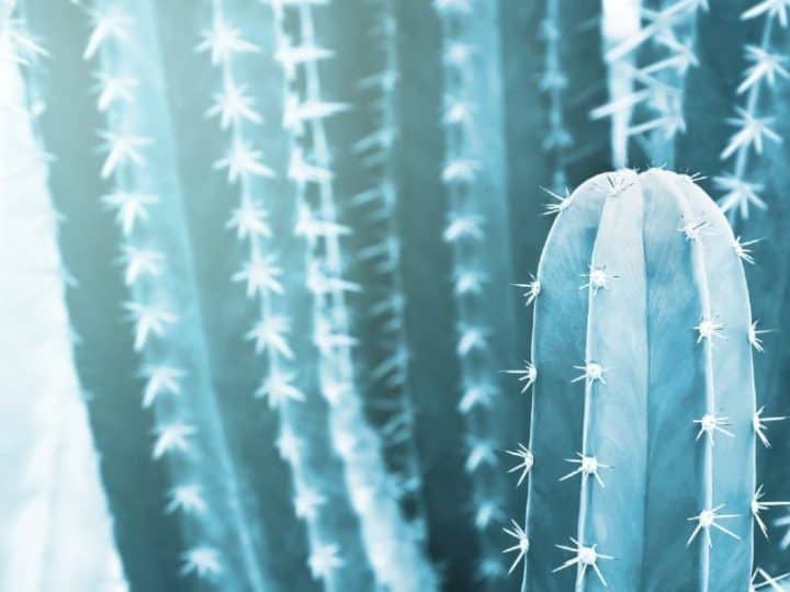 Gray Ghost Organ Pipe (Stenocereus Pruinosus) Ultimate Care Guide