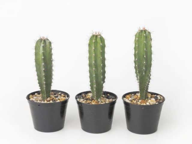 Gray Ghost Organ Pipe (Stenocereus Pruinosus) Ultimate Care Guide