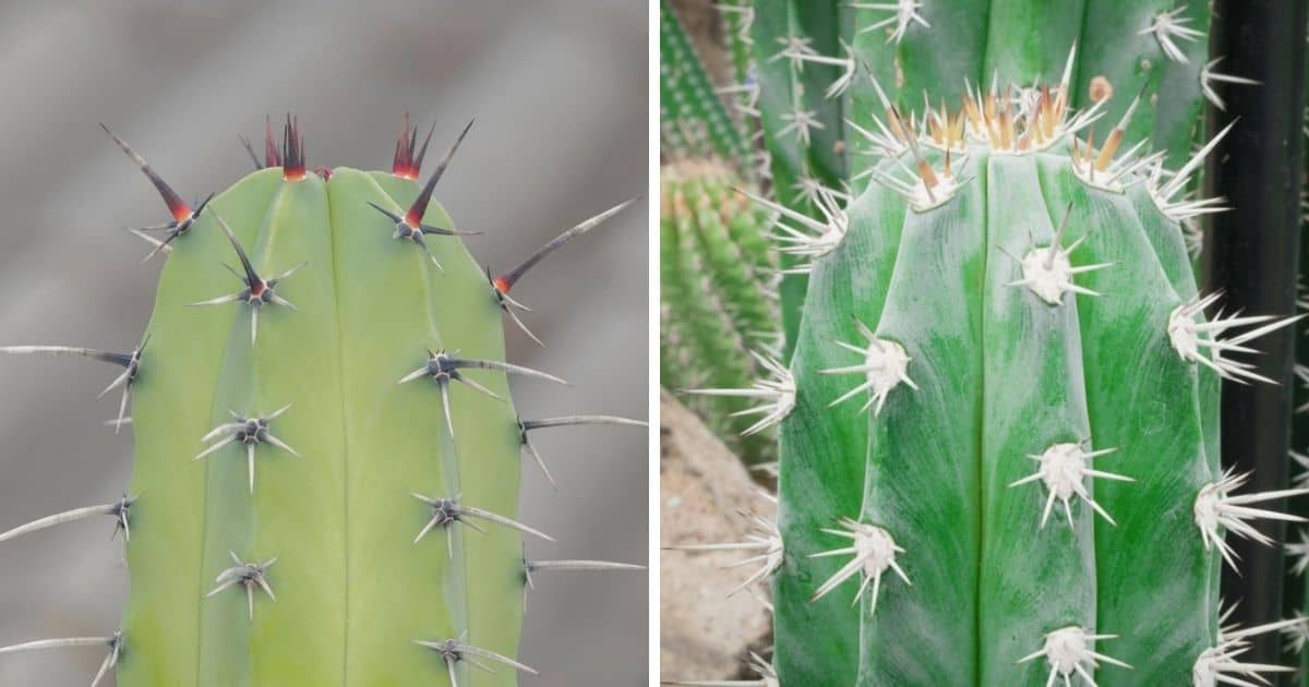 Gray Ghost Organ Pipe (Stenocereus Pruinosus) Ultimate Care Guide