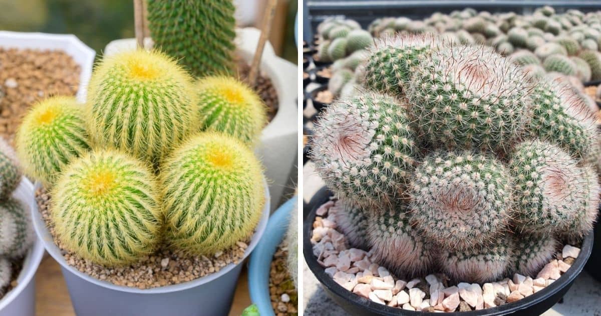 Notocactus