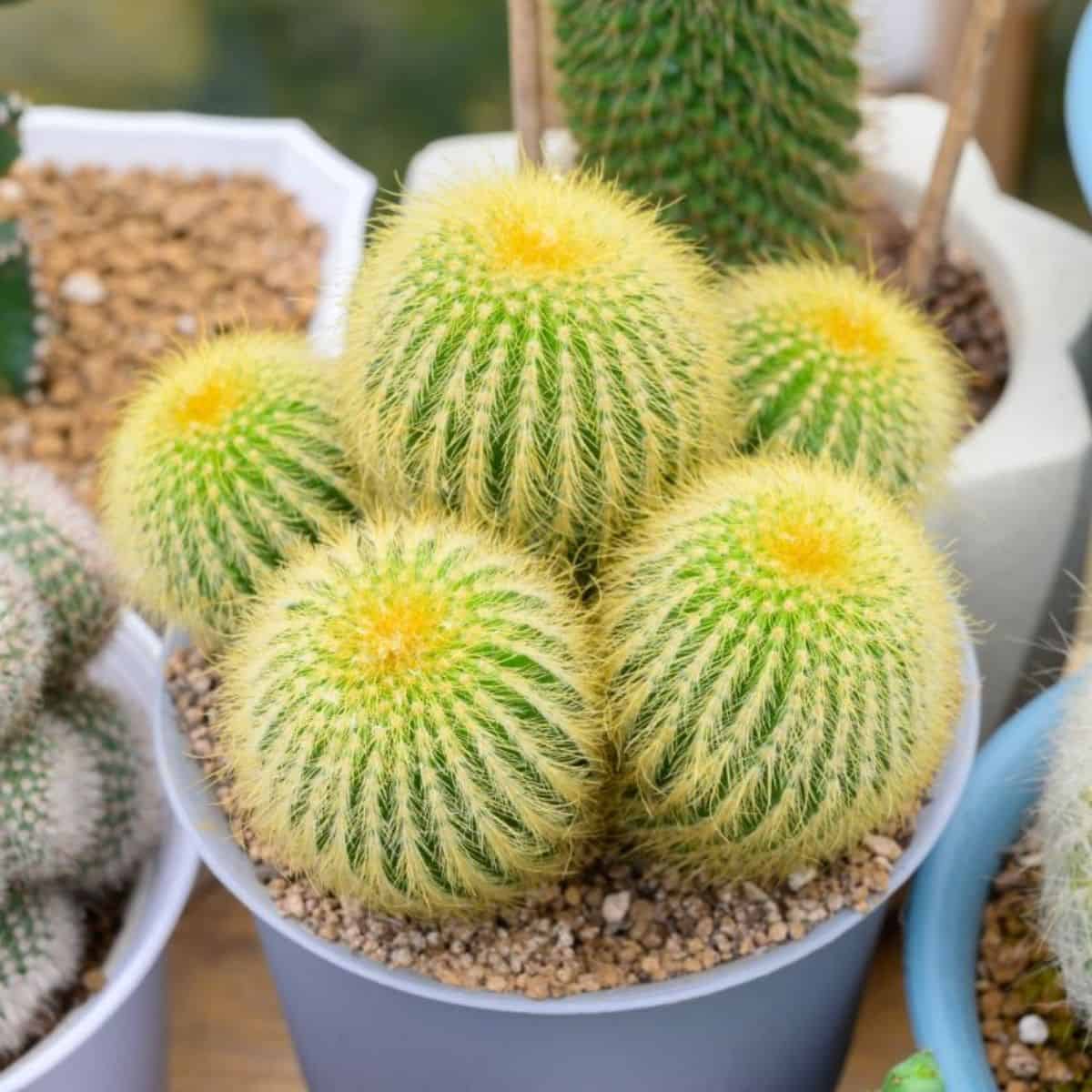 Cacti - Sublime Succulents