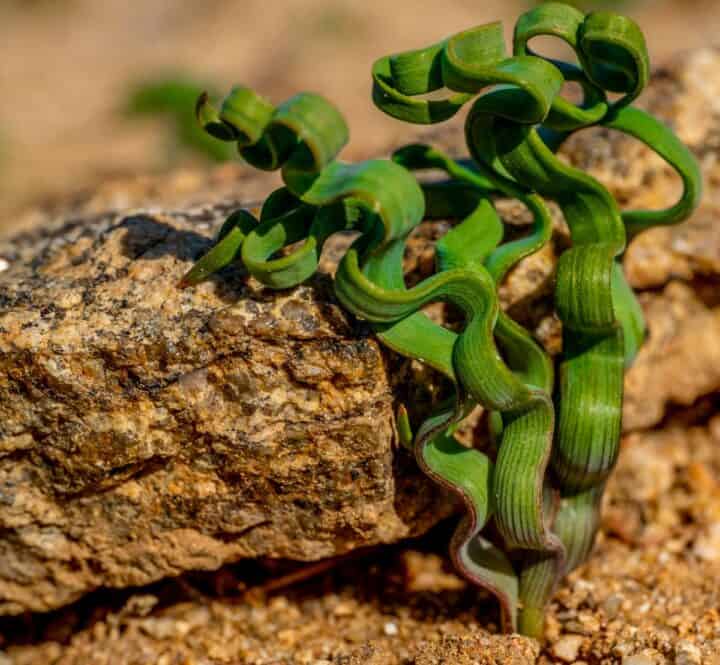 Trachyandra Plant