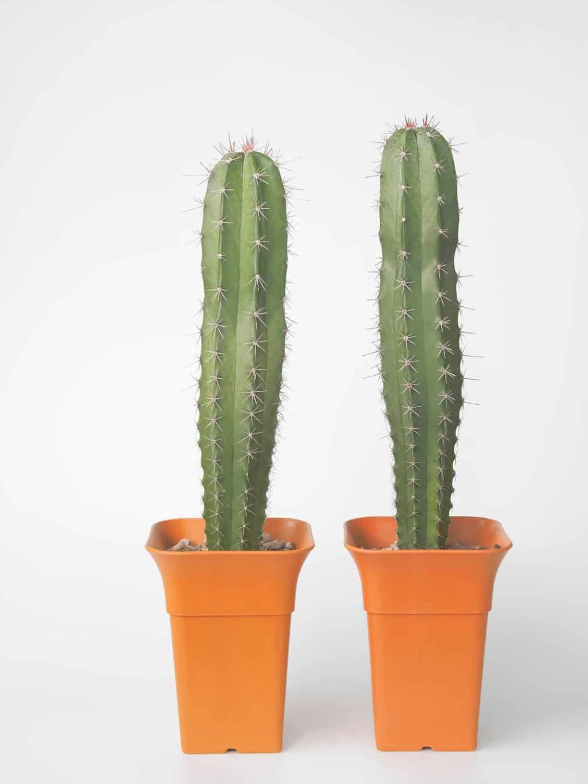 Gray Ghost Organ Pipe (Stenocereus Pruinosus) Ultimate Care Guide