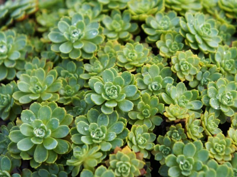 sedum pachyclados