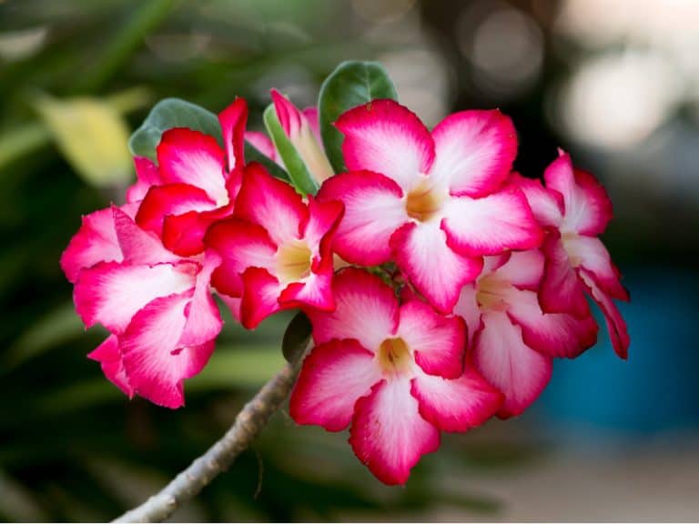 Desert Rose Ultimate Care Guide - Sublime Succulents