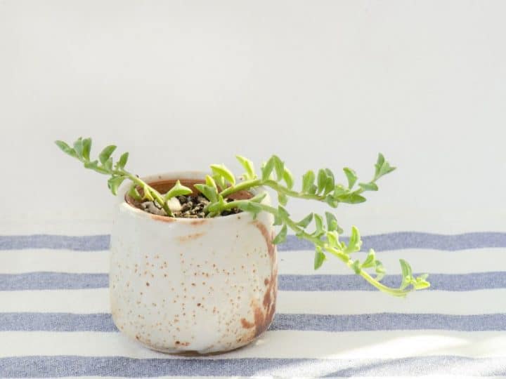 Propagating String of Dolphins Ultimate Guide - Sublime Succulents