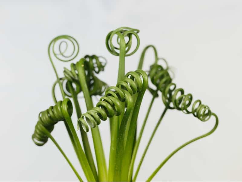 Albuca Spiralis Care