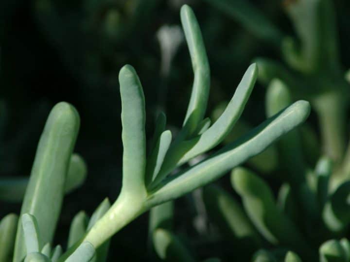 Senecio Vitalis Complete Care Guide - Sublime Succulents