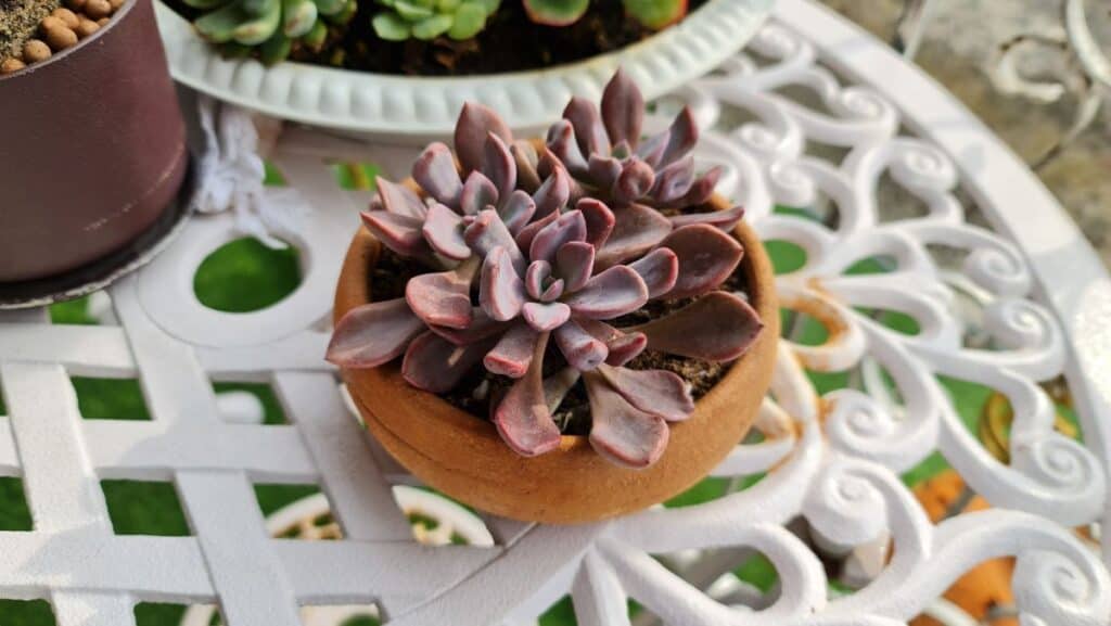 Succulent Hybrids Explained - Sublime Succulents