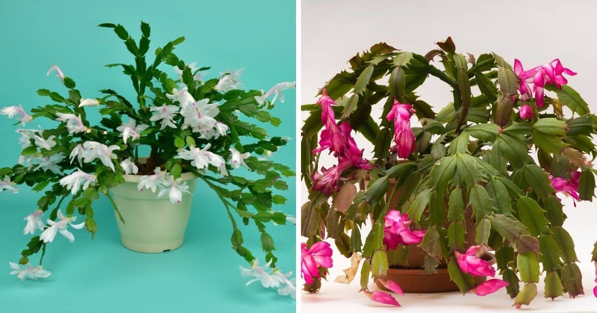 How to Get a Christmas Cactus to Bloom - Sublime Succulents