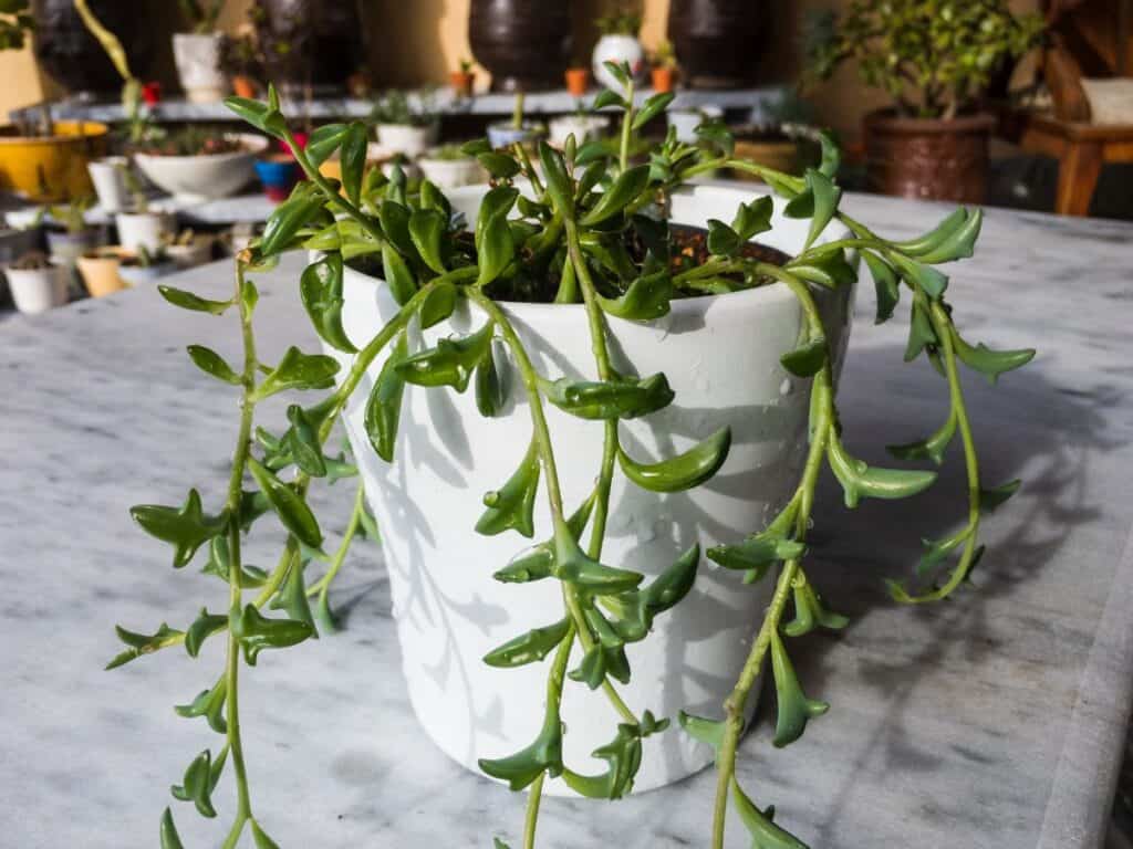 Propagating String of Dolphins Ultimate Guide - Sublime Succulents