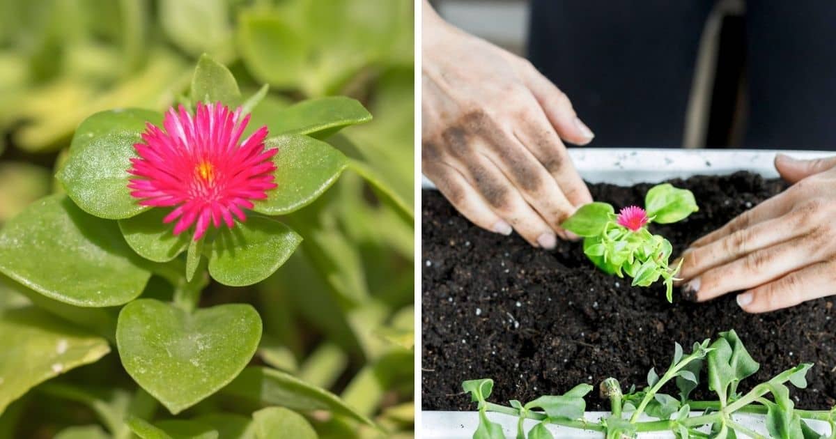 Baby Sun Rose Succulent Propagation: Important Details and Guidelines ...