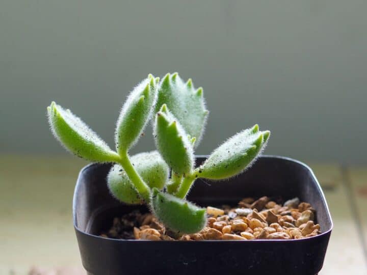 How to Propagate Bear Paw Succulent - Sublime Succulents