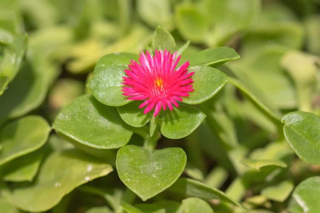 Baby Sun Rose Succulent Propagation: Important Details and Guidelines ...
