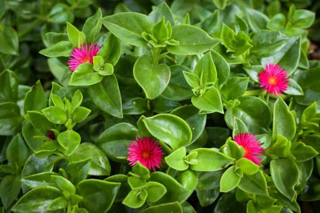 Baby Sun Rose Succulent Propagation: Important Details and Guidelines ...