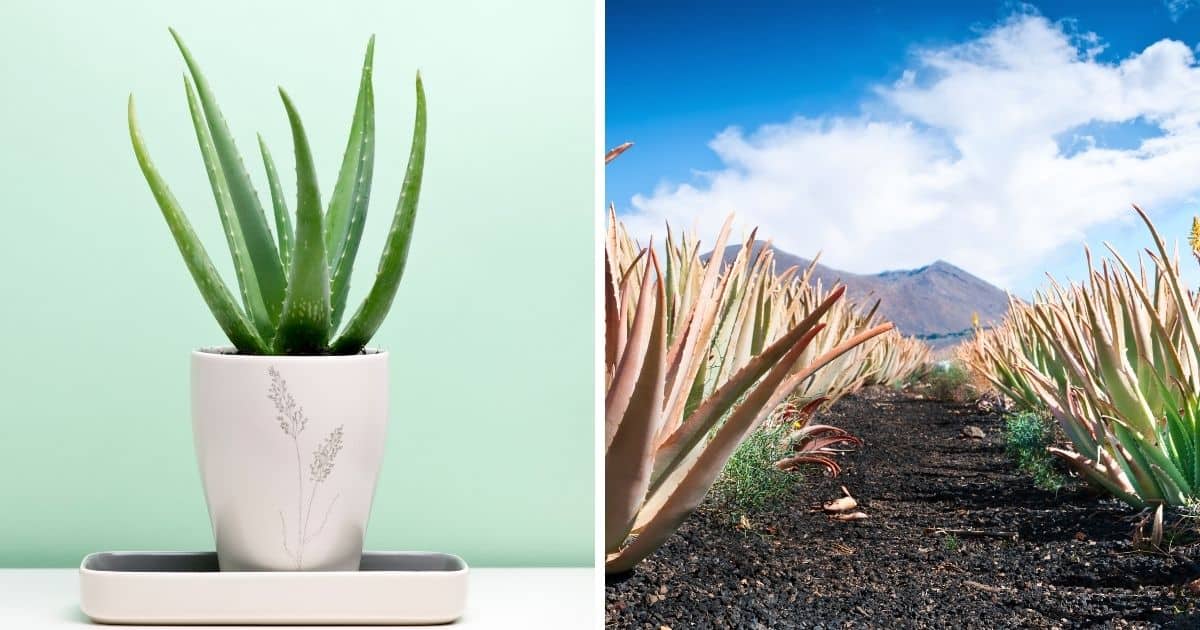 Aloe Vera Succulent Types for Your Outdoor and Indoor Garden - Sublime ...