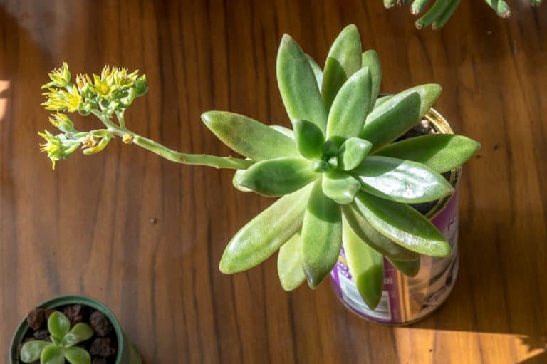 Succulents With Tall Flowering Stalks: Our Favorite Varieties - Sublime ...
