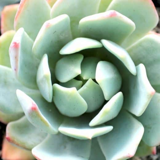 Succulents With Tall Flowering Stalks: Our Favorite Varieties - Sublime ...