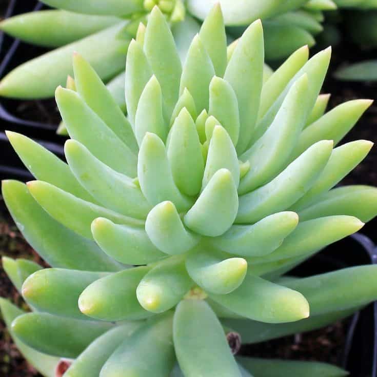 Donkey Tail Succulent Propagation: How To Care and Propagate - Sublime ...