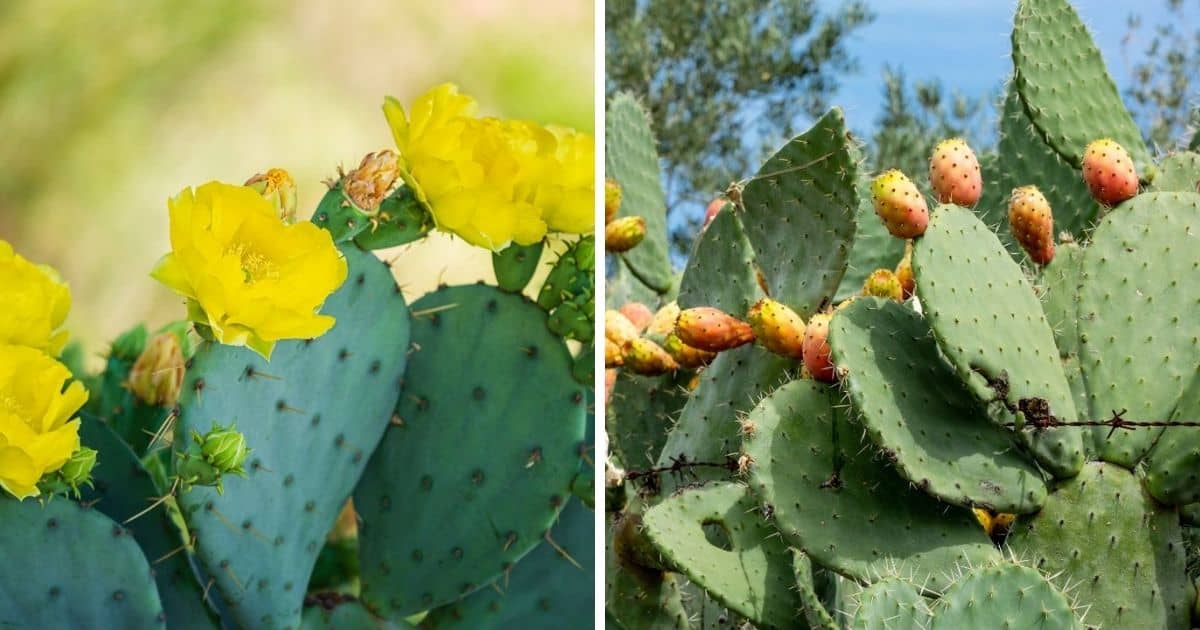How to Propagate Cactus Pads the Right Way - Sublime Succulents