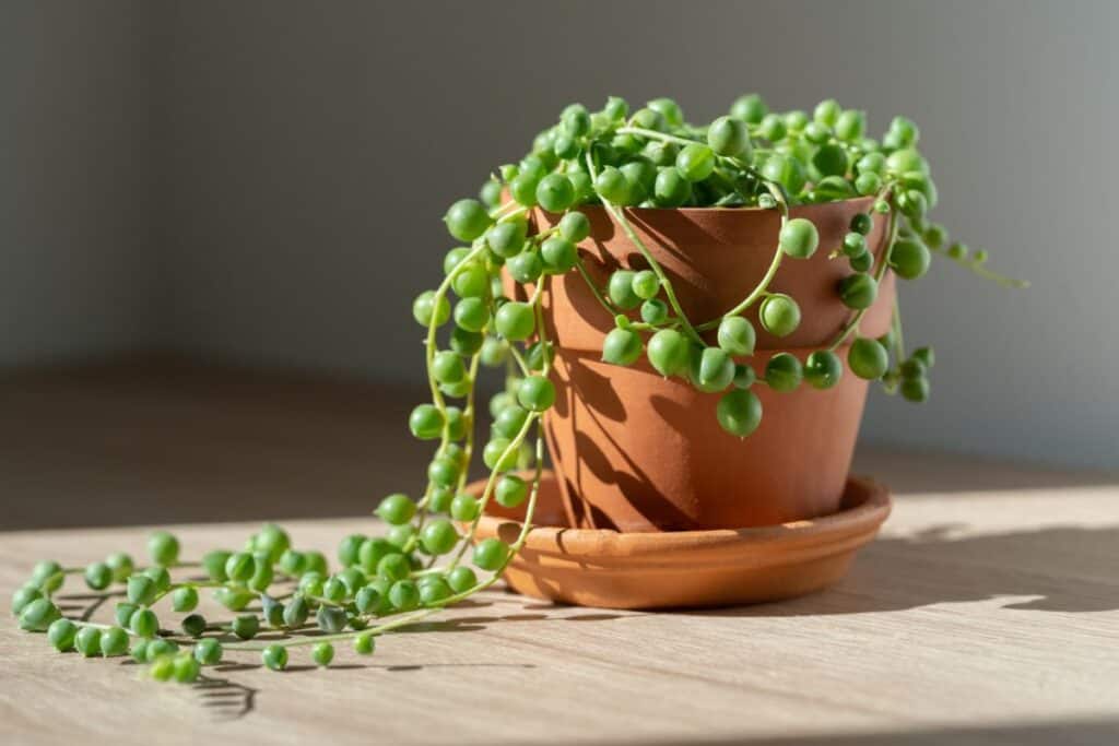 Underwatered String of Pearls: A Quick Guide - Sublime Succulents