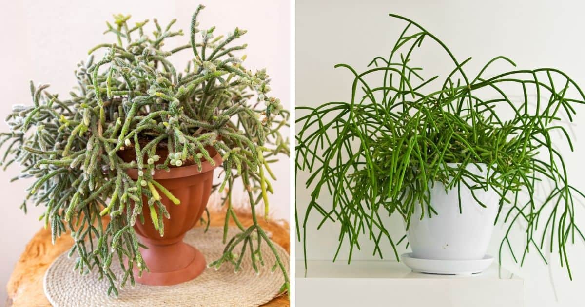 How to Care for Rhipsalis - Everything You Need to Know - Sublime ...